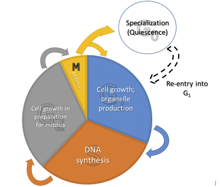 MCAT Basics: The Cell Cycle | ProspectiveDoctor