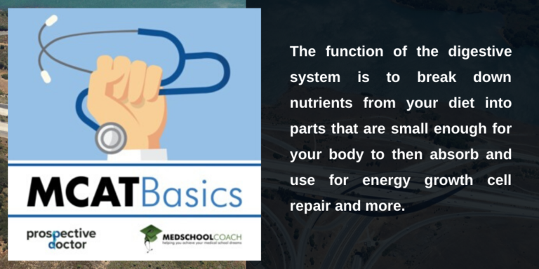 MCAT Basics: The Digestive System | ProspectiveDoctor
